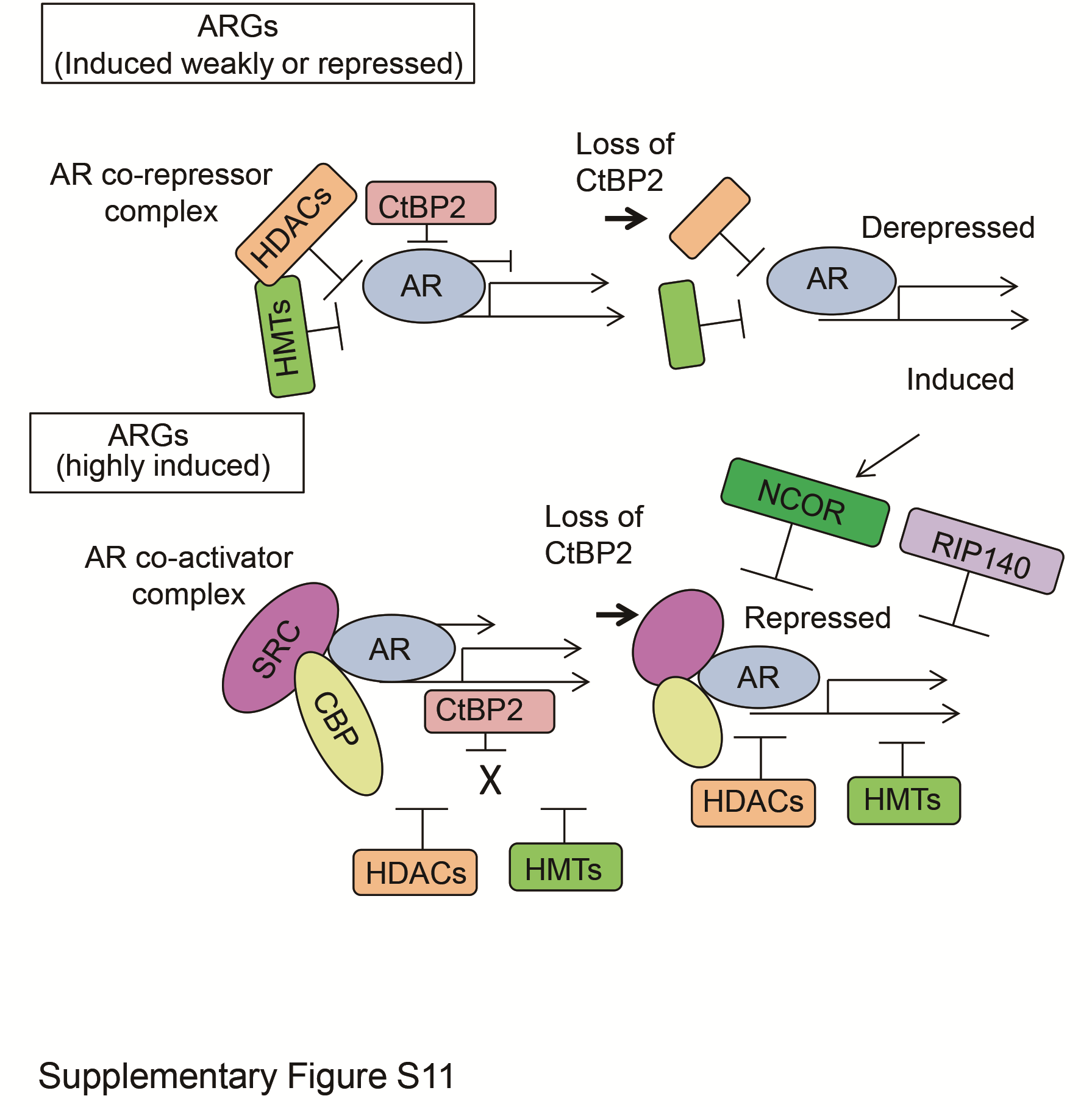 CtBP2 Modulates the Androgen Receptor to Promote Prostate Cancer ...