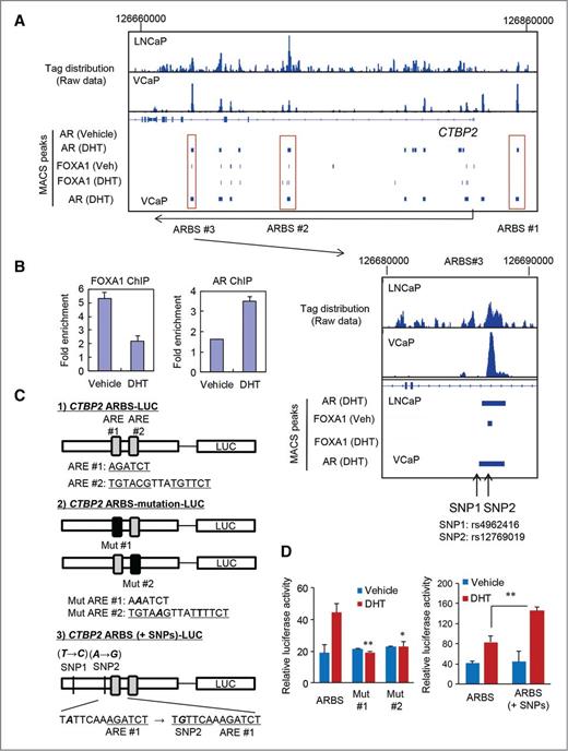 CtBP2 Modulates the Androgen Receptor to Promote Prostate Cancer ...