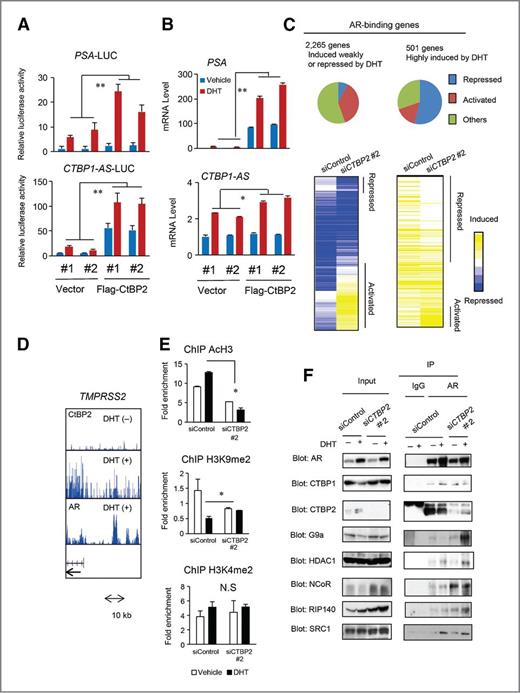CtBP2 Modulates the Androgen Receptor to Promote Prostate Cancer ...