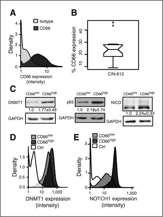 CD66+ Cells in Cervical Precancers Are Partially Differentiated ...