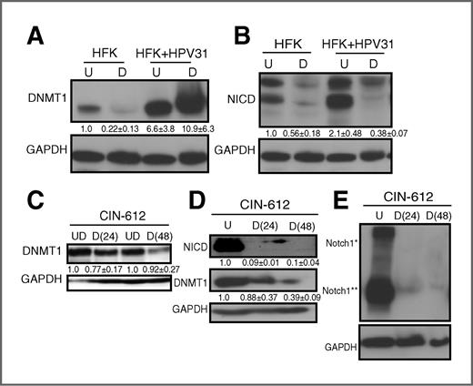CD66+ Cells in Cervical Precancers Are Partially Differentiated ...