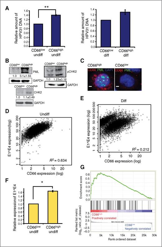 CD66+ Cells in Cervical Precancers Are Partially Differentiated ...