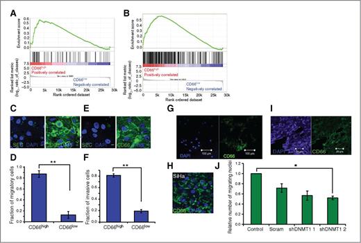CD66+ Cells in Cervical Precancers Are Partially Differentiated ...