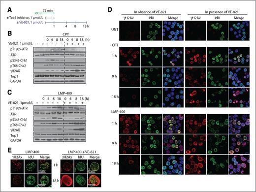 ATR Inhibitors VE-821 and VX-970 Sensitize Cancer Cells to ...