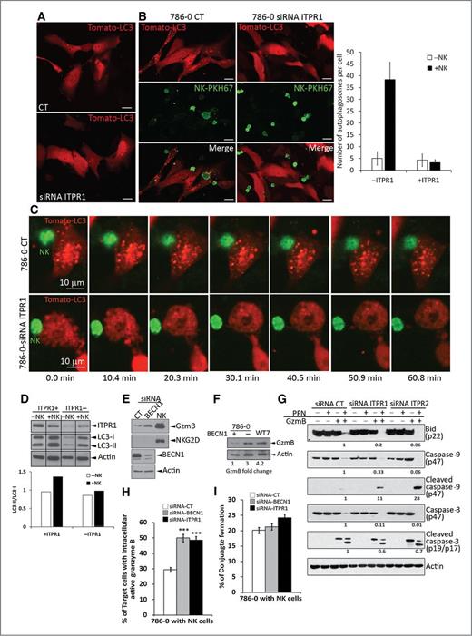 ITPR1 Protects Renal Cancer Cells against Natural Killer Cells by ...