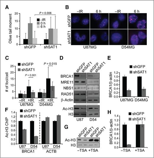 The Polyamine Catabolic Enzyme SAT1 Modulates Tumorigenesis and ...