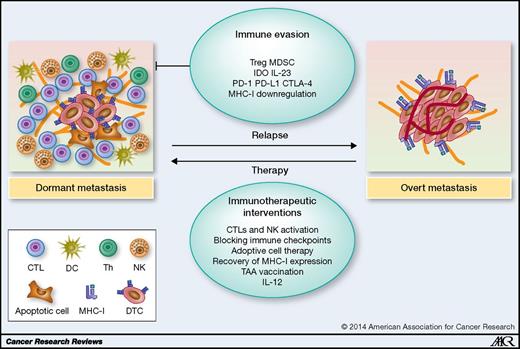 Metastases in Immune-Mediated Dormancy: A New Opportunity for Targeting ...