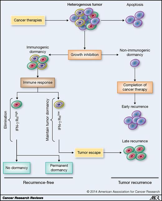 The Inherent Premise of Immunotherapy for Cancer Dormancy | Cancer ...