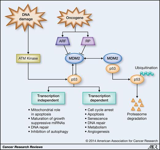 MDM2–p53 Pathway in Hepatocellular Carcinoma | Cancer Research | American Association for Cancer ...