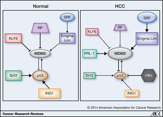 MDM2–p53 Pathway in Hepatocellular Carcinoma | Cancer Research | American Association for Cancer ...