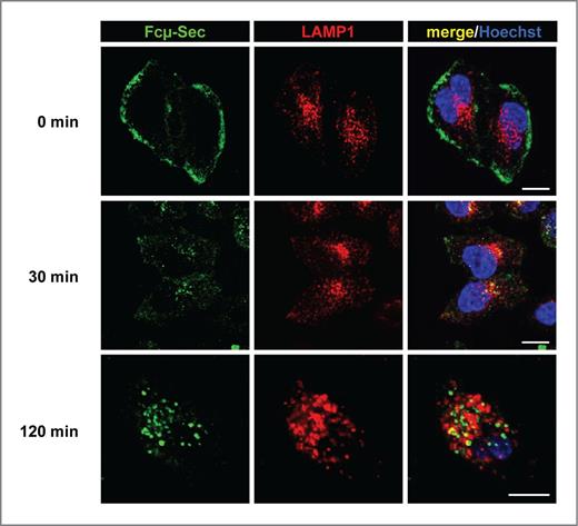Harnessing the Fcμ Receptor for Potent and Selective Cytotoxic Therapy ...