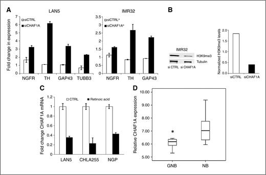 Histone Chaperone CHAF1A Inhibits Differentiation and Promotes ...