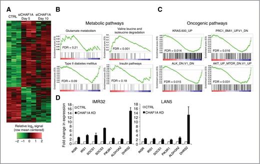 Histone Chaperone CHAF1A Inhibits Differentiation and Promotes ...