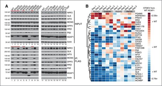 Cancer-Derived Mutations in KEAP1 Impair NRF2 Degradation but not ...