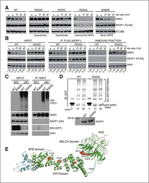 Cancer-Derived Mutations in KEAP1 Impair NRF2 Degradation but not ...