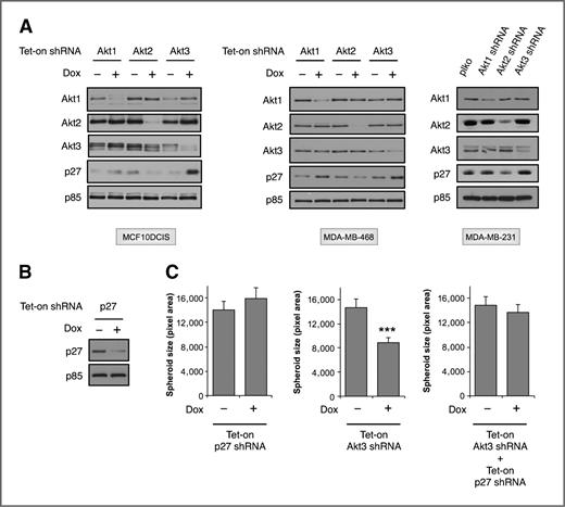 Targeting Akt3 Signaling in Triple-Negative Breast Cancer | Cancer ...