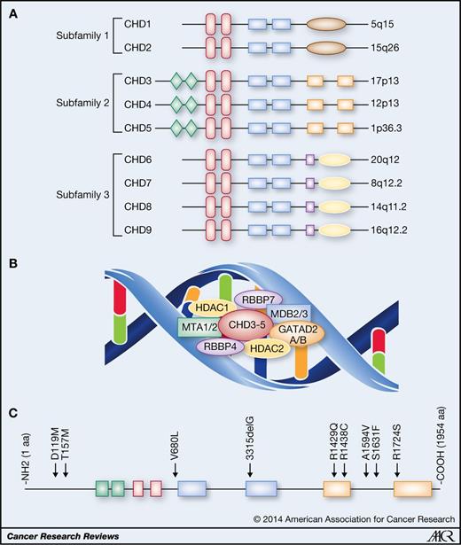 Role of CHD5 in Human Cancers: 10 Years Later | Cancer Research ...
