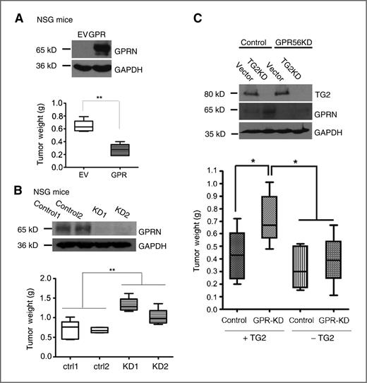 GPR56 Inhibits Melanoma Growth by Internalizing and Degrading Its ...