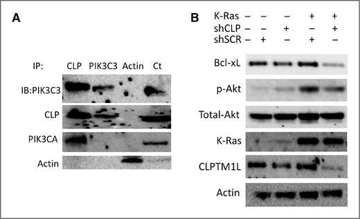 CRR9/CLPTM1L Regulates Cell Survival Signaling and Is Required for Ras ...