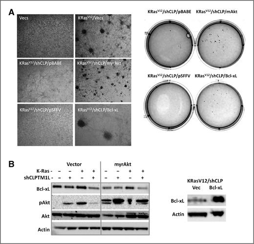 CRR9/CLPTM1L Regulates Cell Survival Signaling and Is Required for Ras ...