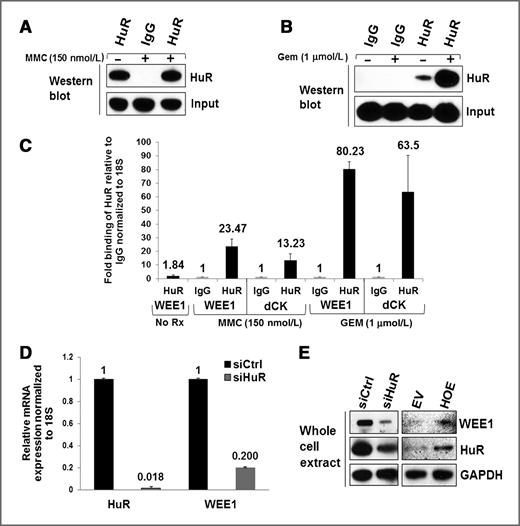 HuR Posttranscriptionally Regulates WEE1: Implications for the DNA ...