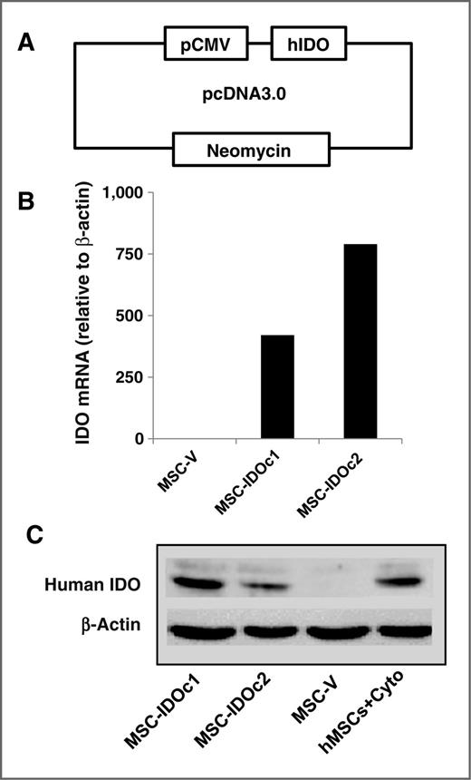Mesenchymal Stem Cells Use IDO to Regulate Immunity in Tumor ...