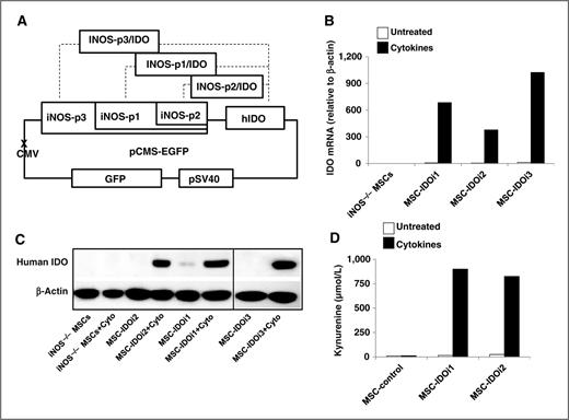 Mesenchymal Stem Cells Use IDO to Regulate Immunity in Tumor ...
