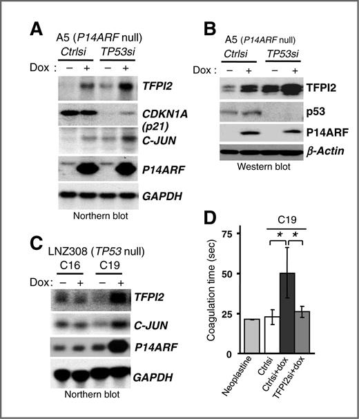 P14ARF Suppresses Tumor-Induced Thrombosis by Regulating the Tissue ...