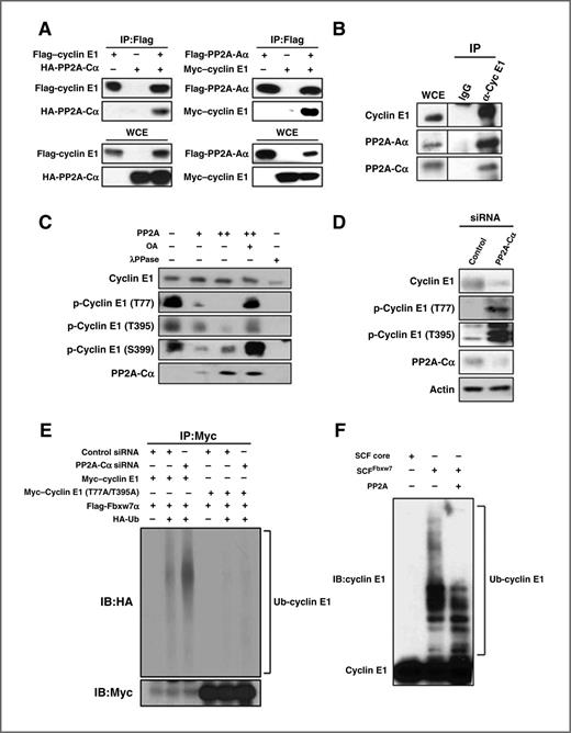 PP2A-B55β Antagonizes Cyclin E1 Proteolysis and Promotes Its ...