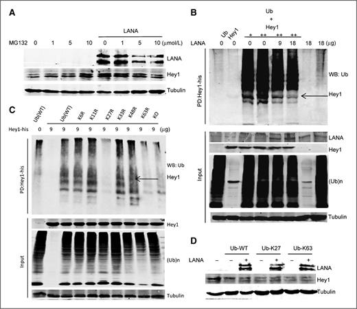 Latency-Associated Nuclear Antigen of Kaposi Sarcoma–Associated ...