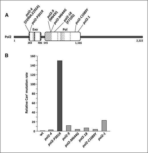 A Common Cancer-Associated DNA Polymerase ϵ Mutation Causes an ...