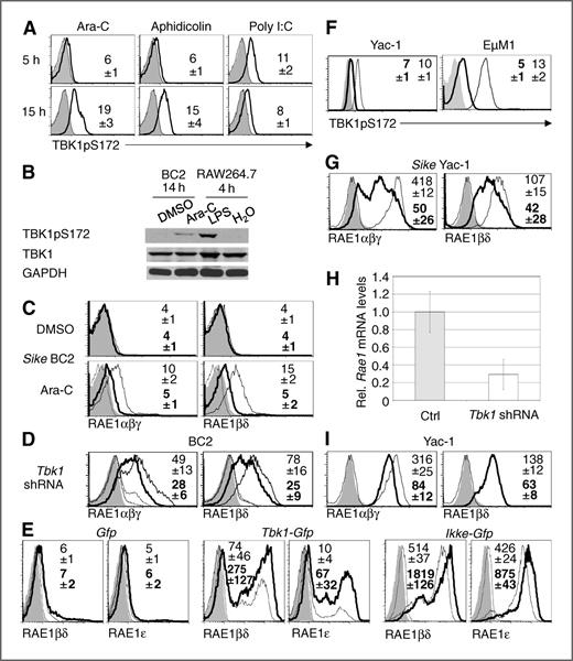 RAE1 Ligands for the NKG2D Receptor Are Regulated by STING-Dependent ...