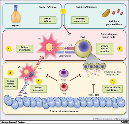 Cancer Immunotherapy and Breaking Immune Tolerance: New Approaches to ...