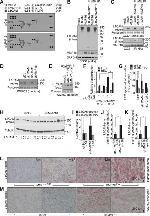 MMP16 Mediates a Proteolytic Switch to Promote Cell–Cell Adhesion ...
