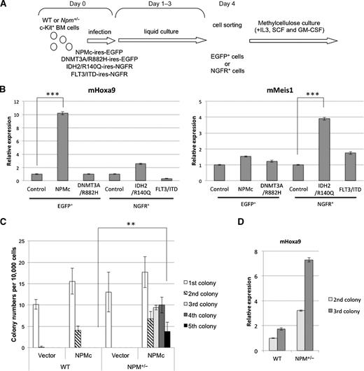 IDH2 and NPM1 Mutations Cooperate to Activate Hoxa9/Meis1 and Hypoxia ...