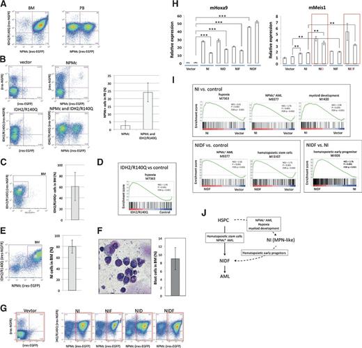 IDH2 and NPM1 Mutations Cooperate to Activate Hoxa9/Meis1 and Hypoxia ...