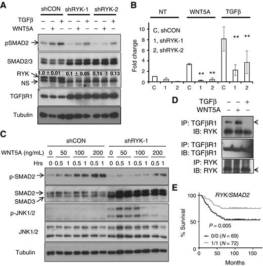 Paracrine WNT5A Signaling Inhibits Expansion of Tumor-Initiating Cells ...