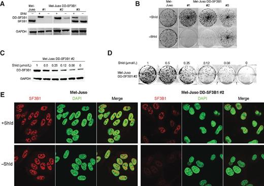 A Chemical Genetics Approach for the Functional Assessment of Novel ...