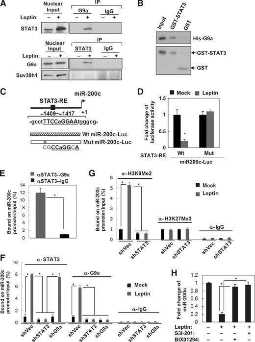 Leptin–STAT3–G9a Signaling Promotes Obesity-Mediated Breast Cancer ...