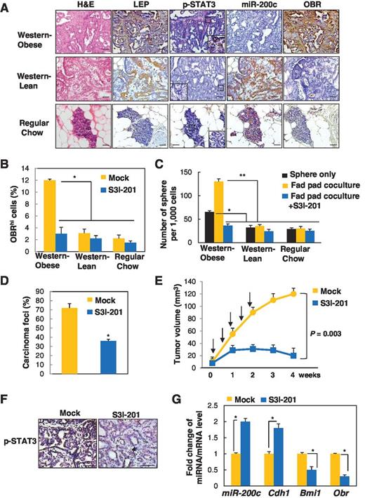 Leptin–STAT3–G9a Signaling Promotes Obesity-Mediated Breast Cancer ...