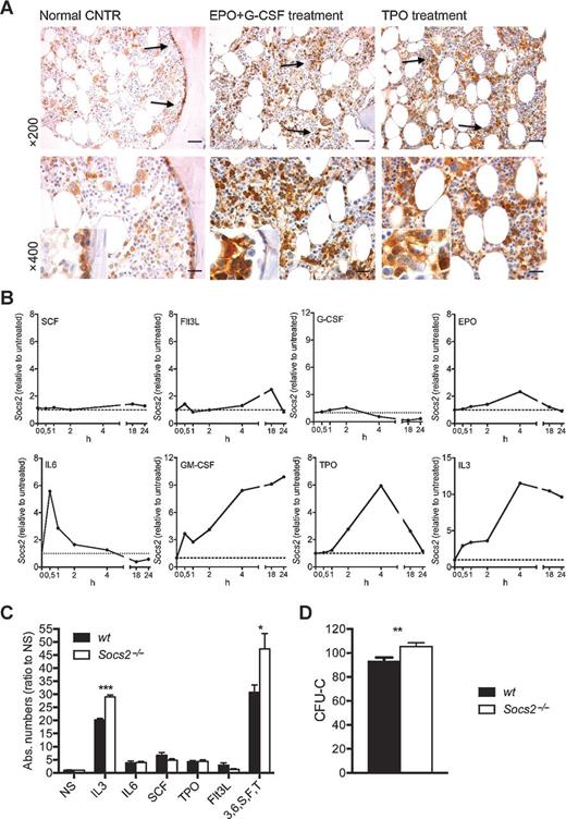 SOCS2 Controls Proliferation and Stemness of Hematopoietic Cells under ...