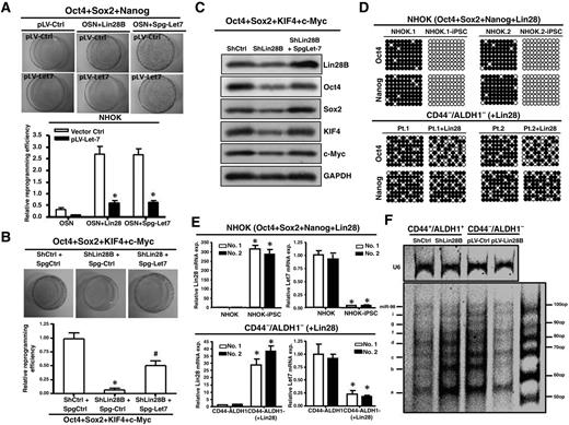 Lin28B/Let-7 Regulates Expression of Oct4 and Sox2 and Reprograms Oral ...