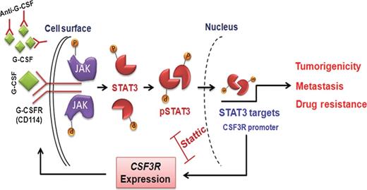 G-CSF Promotes Neuroblastoma Tumorigenicity and Metastasis via STAT3 ...
