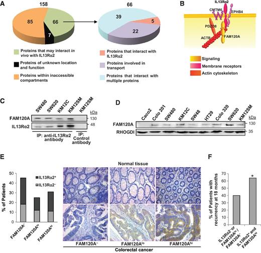 IL13 Receptor α2 Signaling Requires a Scaffold Protein, FAM120A, to ...