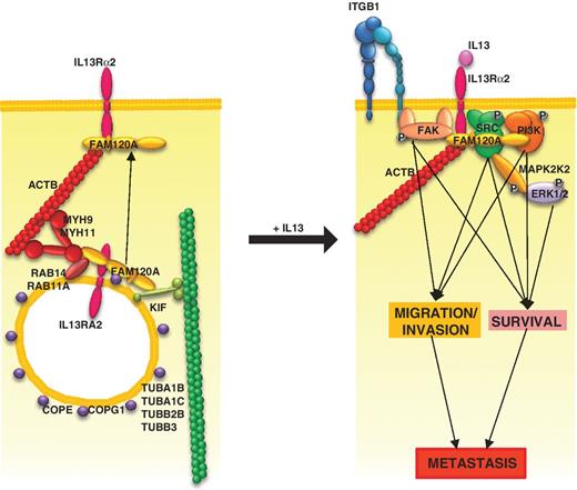 IL13 Receptor α2 Signaling Requires a Scaffold Protein, FAM120A, to ...