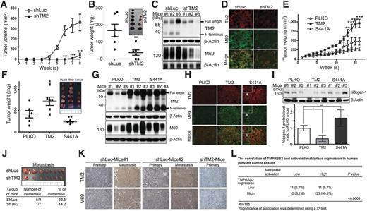 Androgen-Induced TMPRSS2 Activates Matriptase and Promotes ...