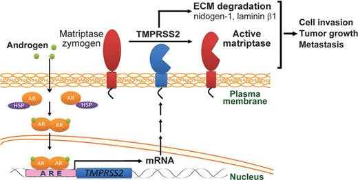 Androgen-Induced TMPRSS2 Activates Matriptase and Promotes ...
