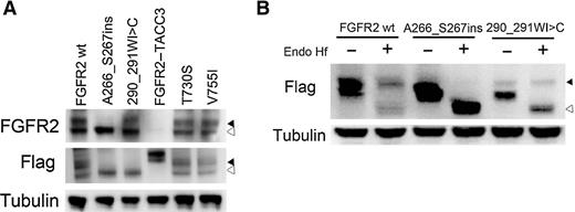 Identification of Oncogenic and Drug-Sensitizing Mutations in the ...
