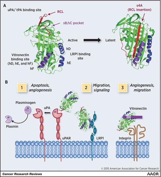 Plasminogen Activator Inhibitor-1 in Cancer: Rationale and Insight for ...