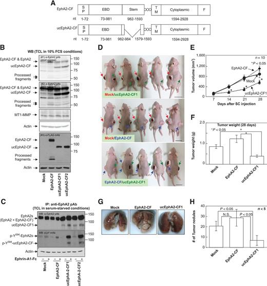 Proteolysis of EphA2 Converts It from a Tumor Suppressor to an ...